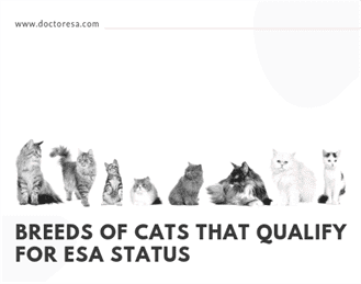 Register Your Cat as an Emotional Support Animal - ESA Care