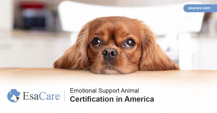 Emotional Support Animal Certification In America ESA Care
