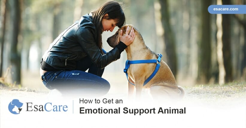 How to Get an Emotional Support Animal - ESA Care
