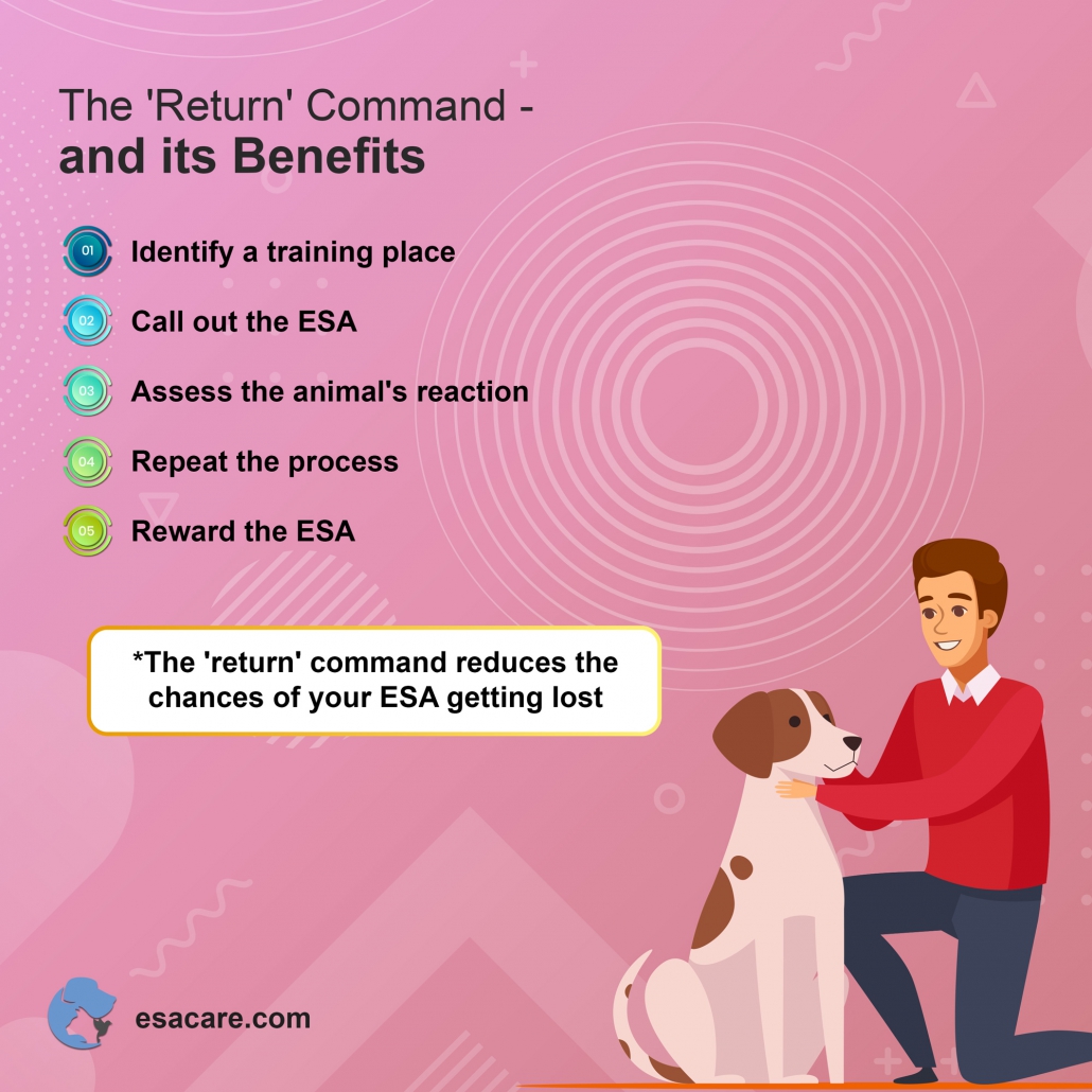 9 Commands for an ESA Pet Before a Flight - ESA Care