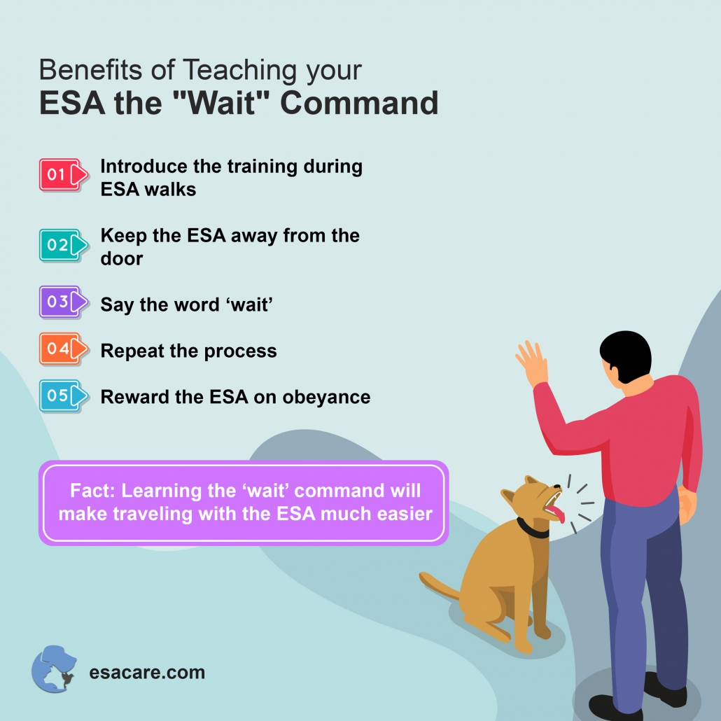 9 Commands for an ESA Pet Before a Flight - ESA Care