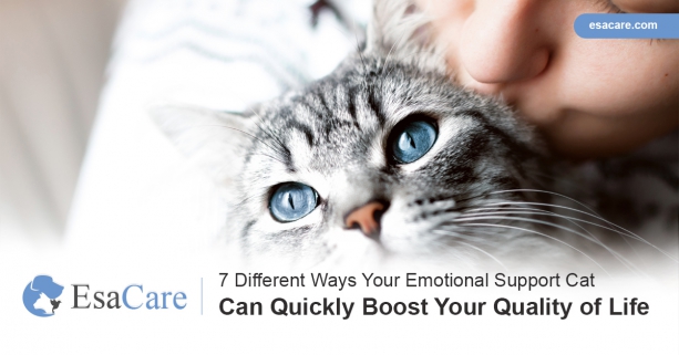 7 Ways Your ESA Cat Can Quickly Boost Your Quality of Life - ESA Care