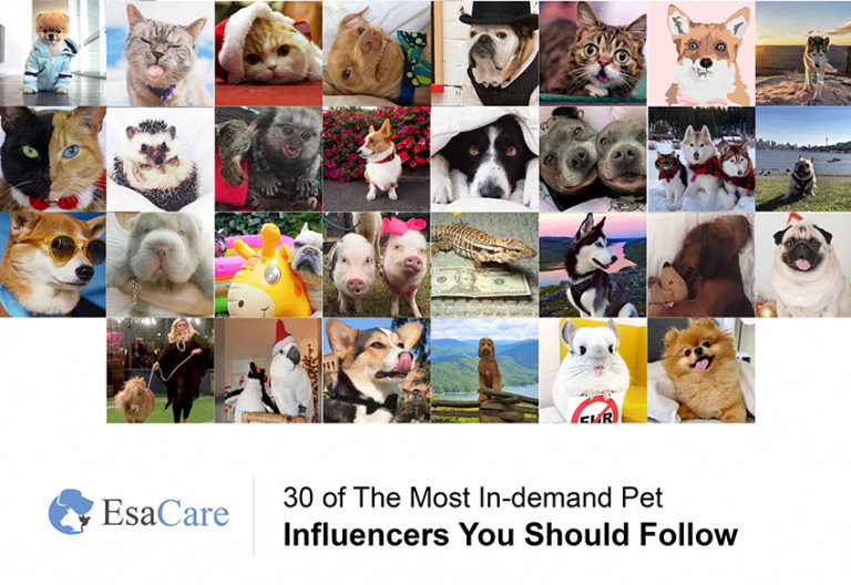 30 of The Most In-demand Pet Influencers You Should Follow - ESA Care
