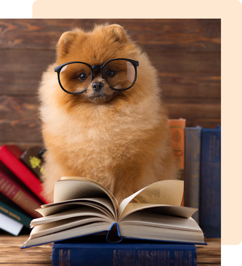 Emotional Support Animal Laws ESA Care