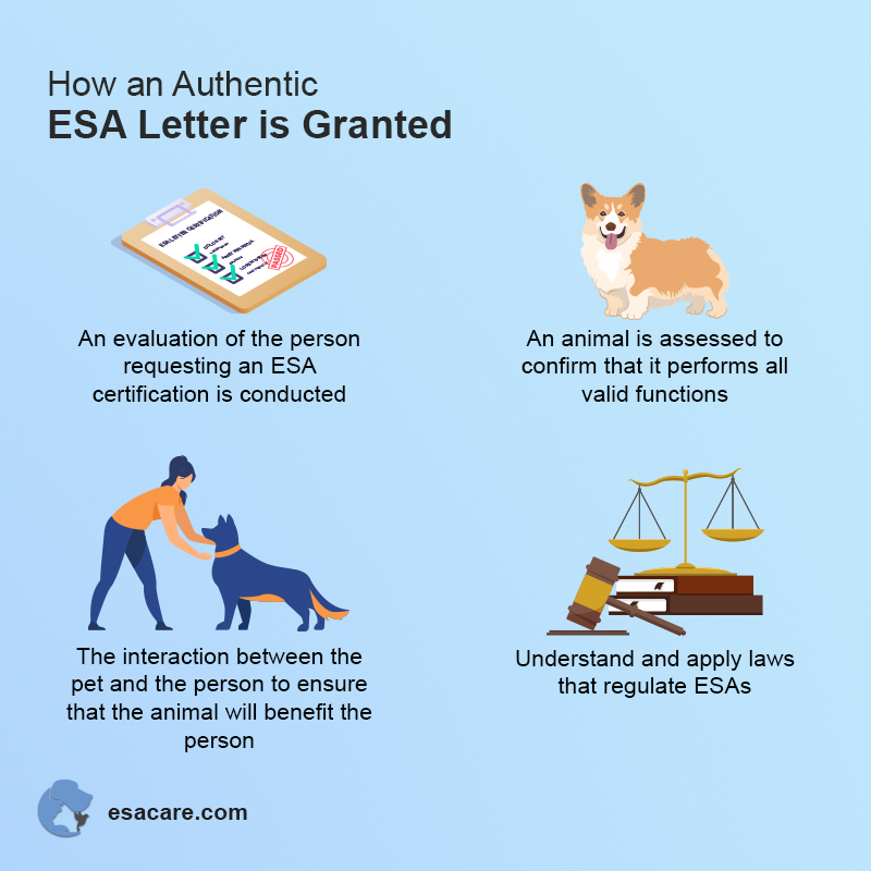 4 Ways A Fake ESA Letter Can Ruin Your Vacation ESA Care