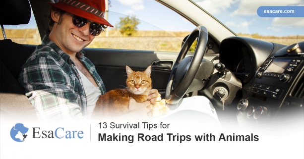 13 Survival Tips for Making Road Trips with Animals - ESA Care