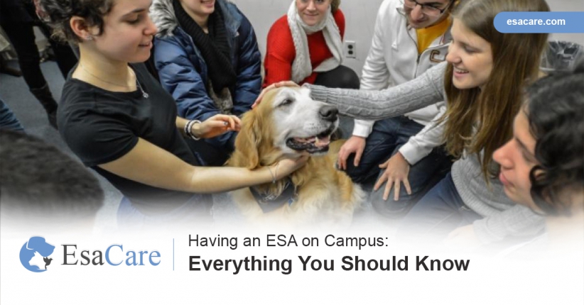 Having an ESA on Campus: Everything You Should Know - ESA Care