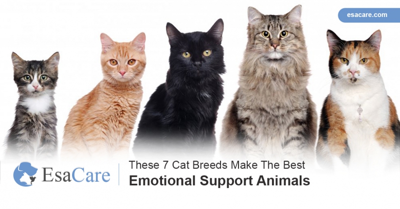 These 7 Cat Breeds Make The Best Emotional Support Animals - ESA Care