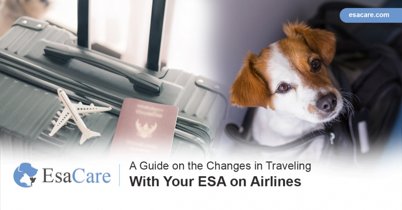 A Guide on the Changes in Traveling With Your ESA on Airlines - ESA Care