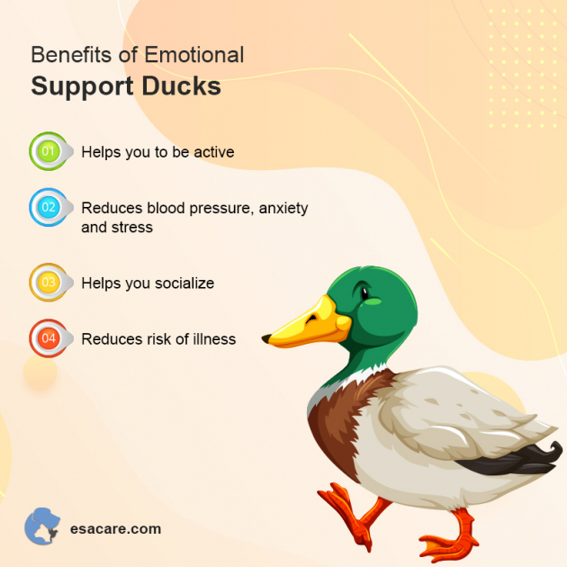3 Ways Pet Ducks Improve Your Mental Health - ESA Care
