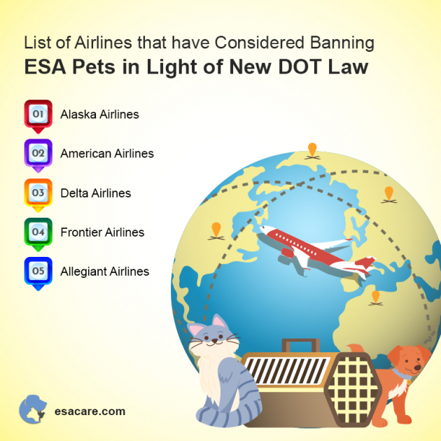 A Guide on the Changes in Traveling With Your ESA on Airlines - ESA Care