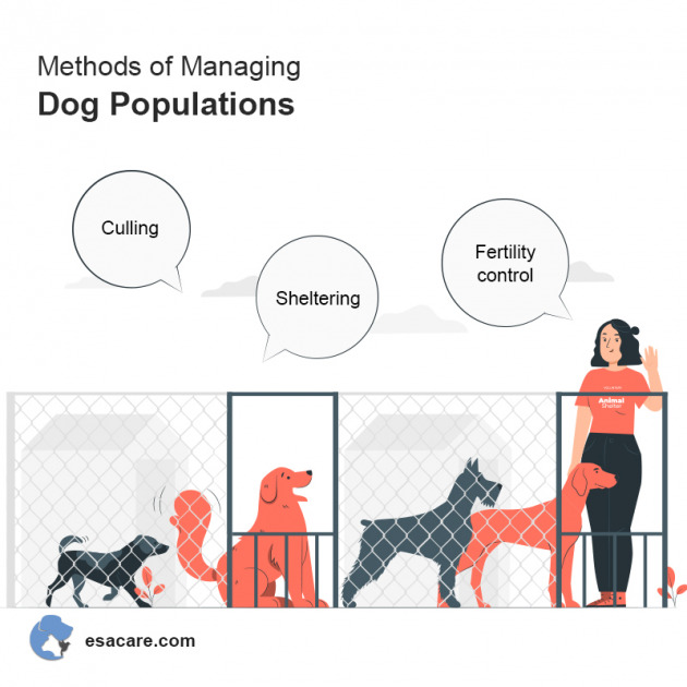 Non-Surgical Methods Of Birth Control For Your ESA Dog - ESA Care