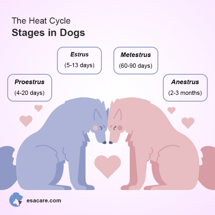 Non-Surgical Methods Of Birth Control For Your ESA Dog - ESA Care