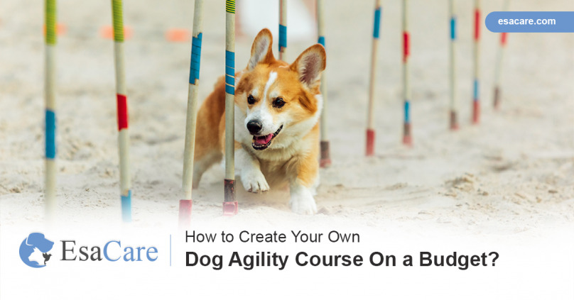 How to Create Your Own Dog Agility Course On a Budget? - ESA Care