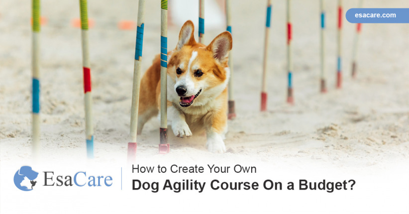 How to Create Your Own Dog Agility Course On a Budget? - ESA Care