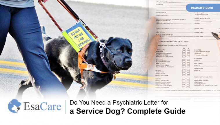 Do You Need a Psychiatric Letter for a Service Dog? - ESA Care
