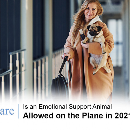 11 Things to Look Out for In a Fake Emotional Support Animal Letter ...