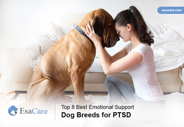 Top 8 Best Emotional Support Dog Breeds for PTSD - ESA Care