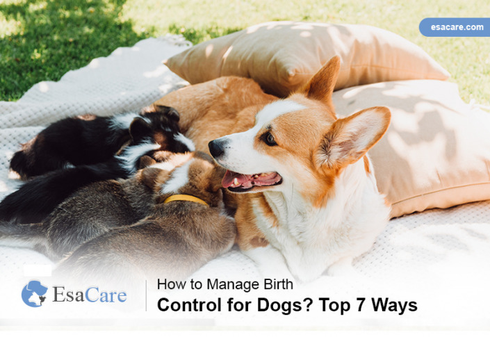 How to Manage Birth Control for Dogs? Top 7 Ways - ESA Care