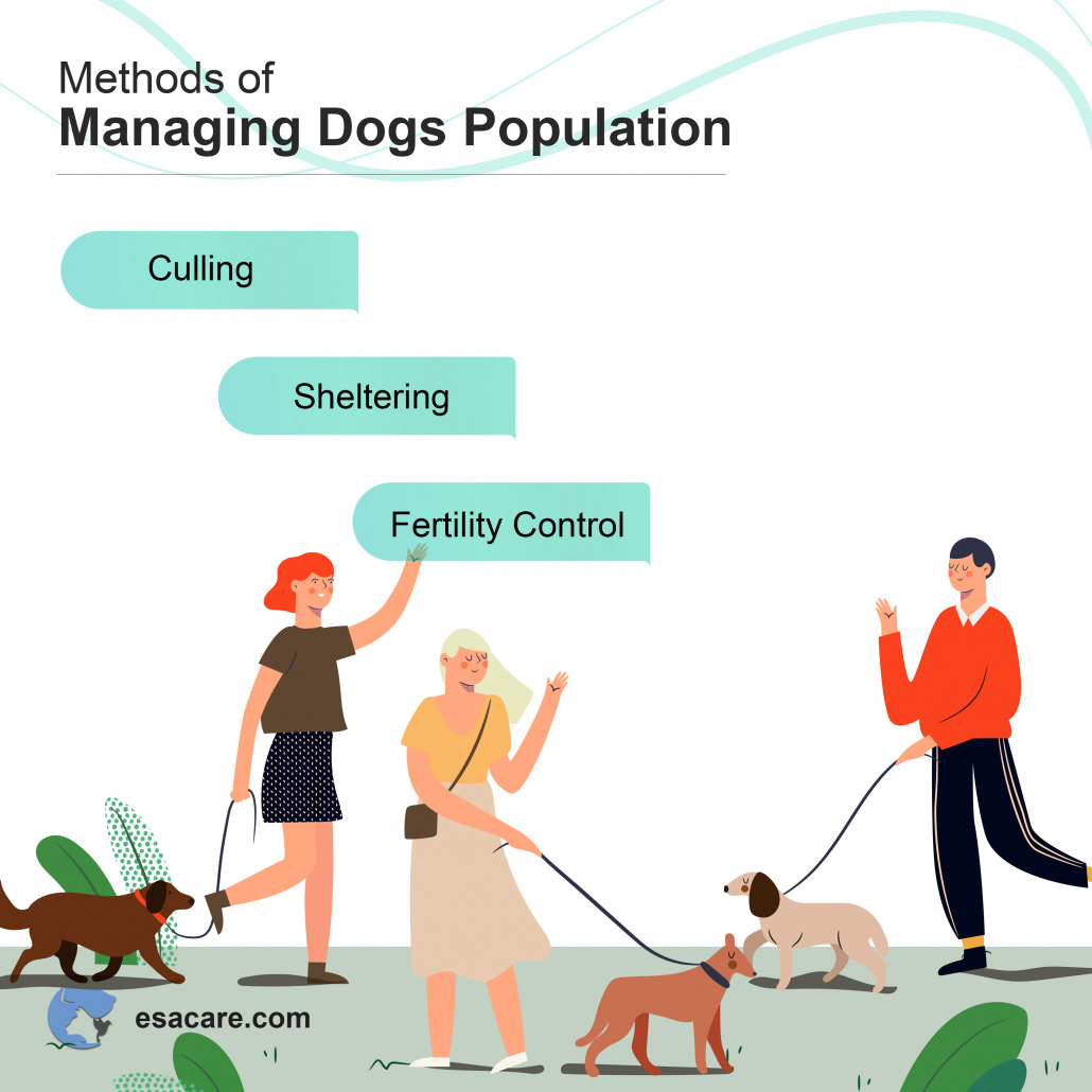 How to Manage Birth Control for Dogs? Top 7 Ways - ESA Care