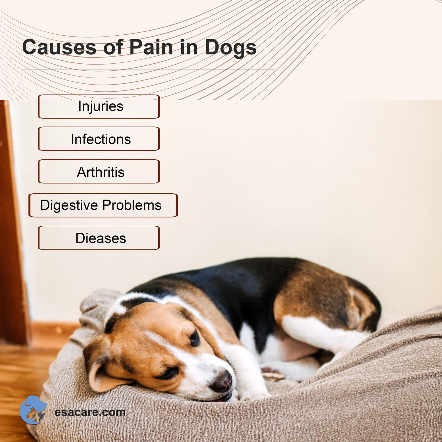 Natural Pain Relief for Dogs: Remedies and Treatment - ESA Care