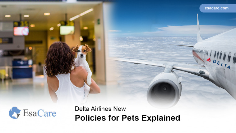 Delta Airlines New Policies for Pets Explained - ESA Care
