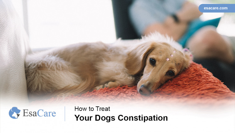 How to Treat Your Dog's Constipation - ESA Care