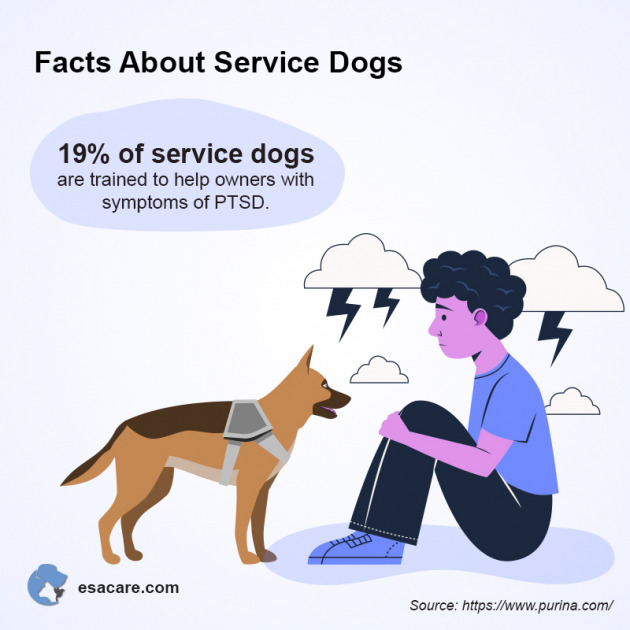 Service Dogs Myths: Facts You Should Know - ESA Care