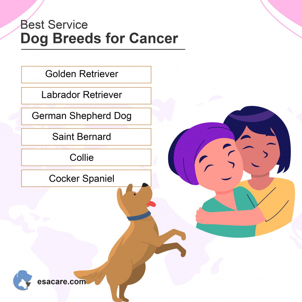 7 Reasons Why Cancer Patients Should Have a Service Dog - ESA Care